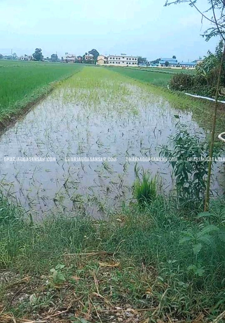 4 Kaththa Land on sale at Bharatpur-12, Paharilotar. - Ghar Jagga Sansar